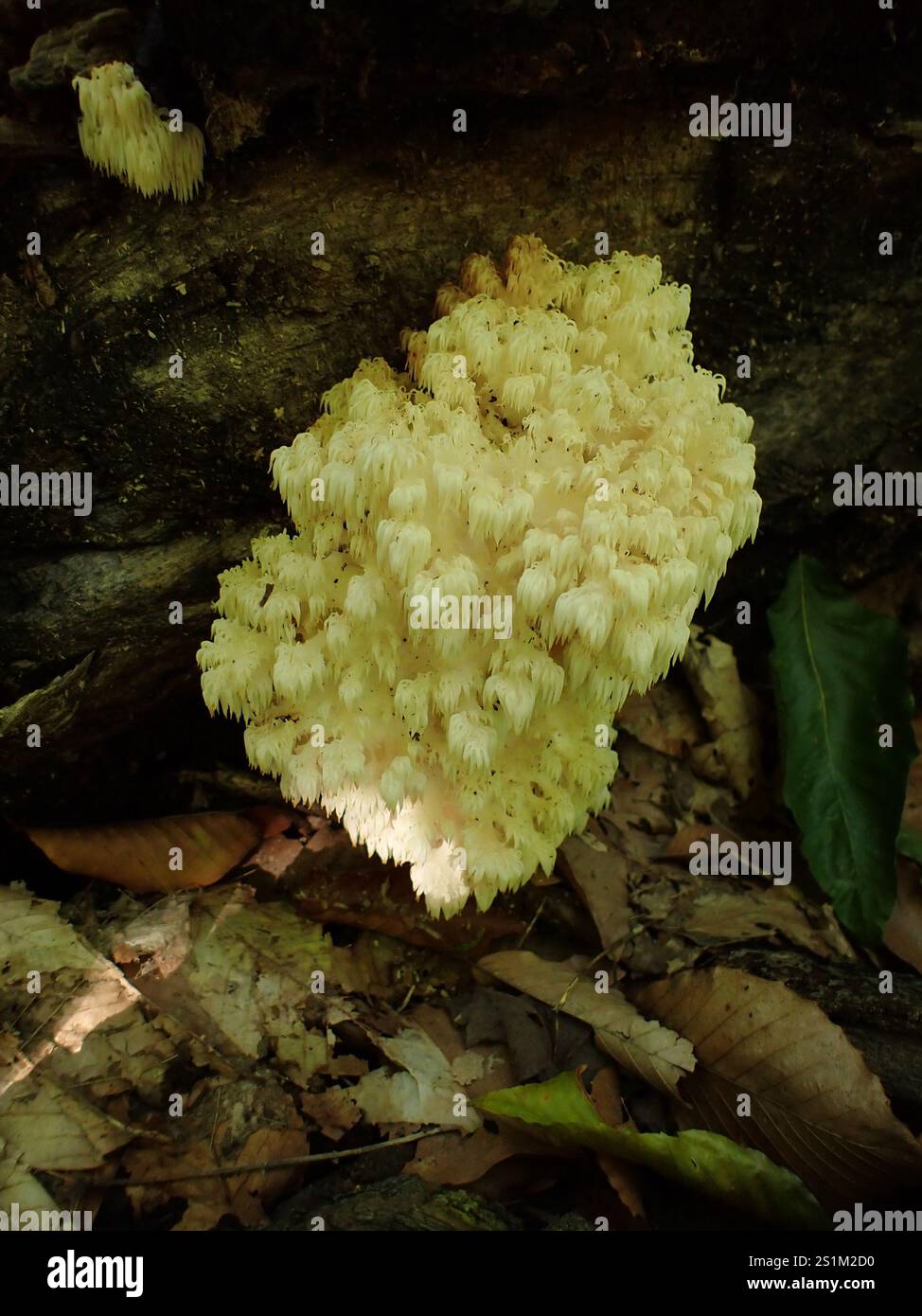 Bear's Head Tooth (Hericium americanum Stock Photo - Alamy