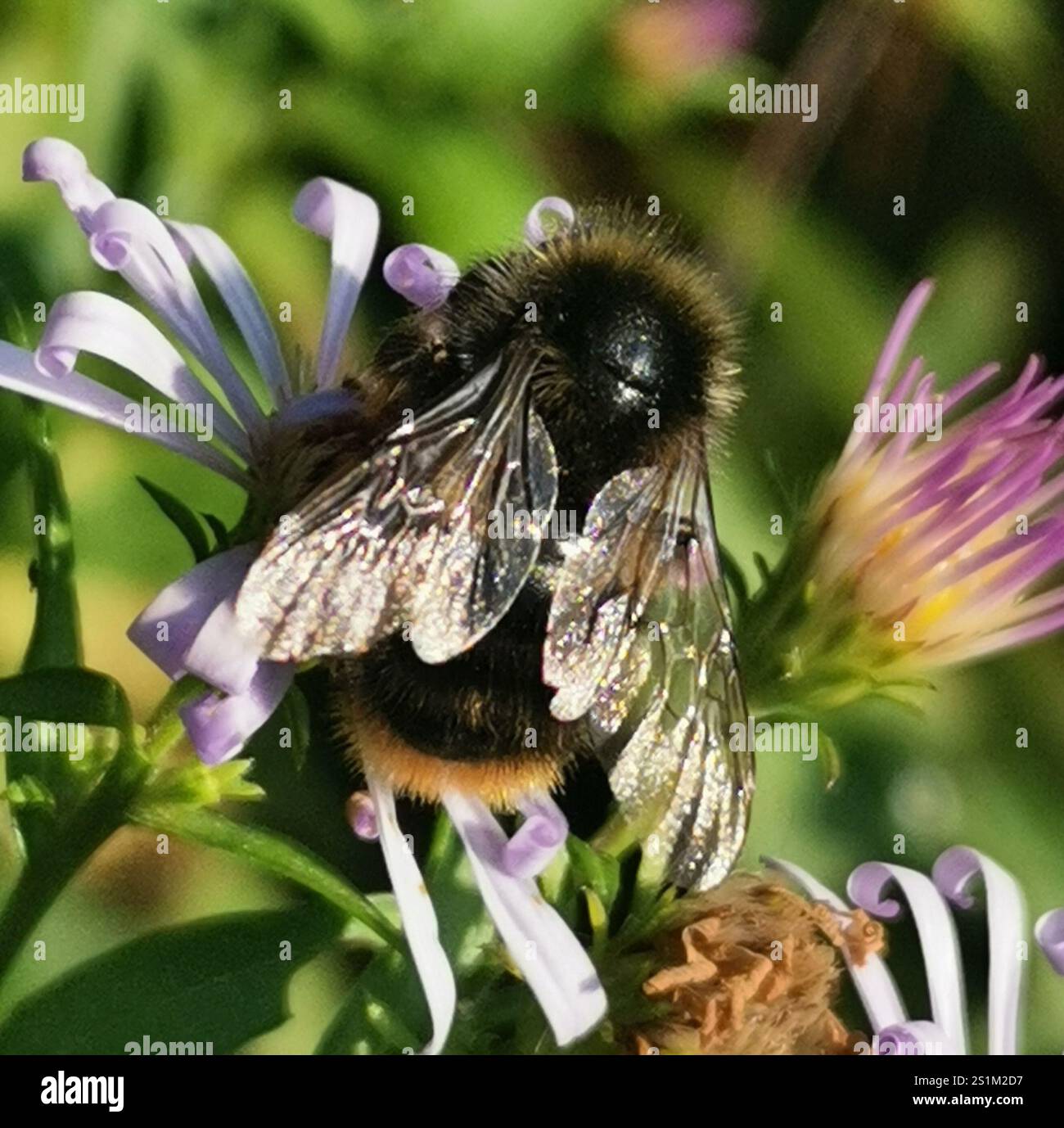 Hill Cuckoo Bumble bee (Bombus rupestris Stock Photo - Alamy