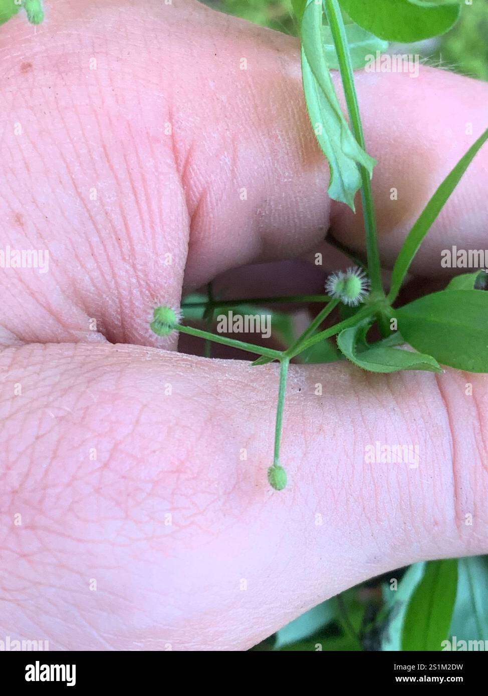fragrant bedstraw (Galium triflorum Stock Photo - Alamy