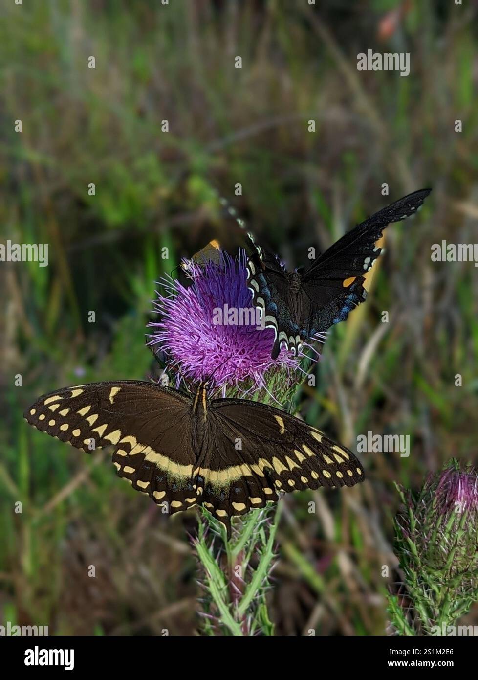 Palamedes Swallowtail (Papilio palamedes Stock Photo - Alamy