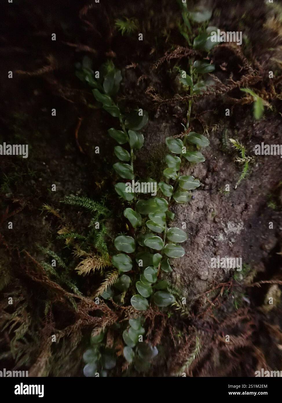 Long-beaked Thyme-moss (Plagiomnium rostratum Stock Photo - Alamy