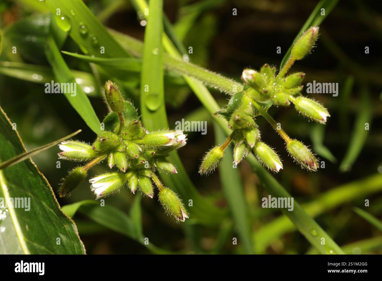 Common mouse-ear chickweed (Cerastium fontanum Stock Photo - Alamy