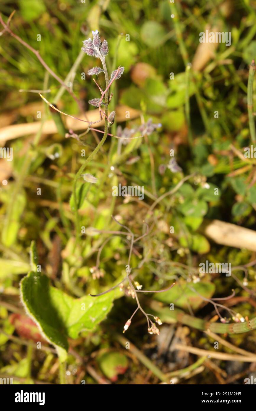 mouse-ear cress (Arabidopsis thaliana Stock Photo - Alamy