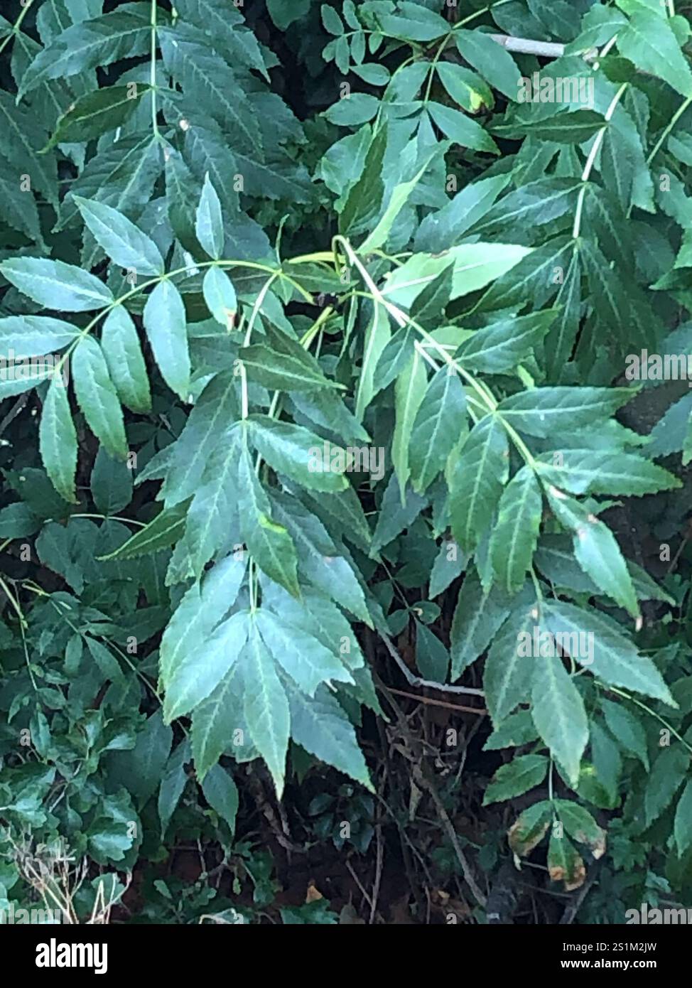 European ash (Fraxinus excelsior Stock Photo - Alamy