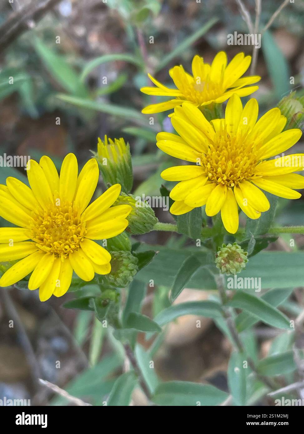 Maryland golden-aster (Chrysopsis mariana Stock Photo - Alamy