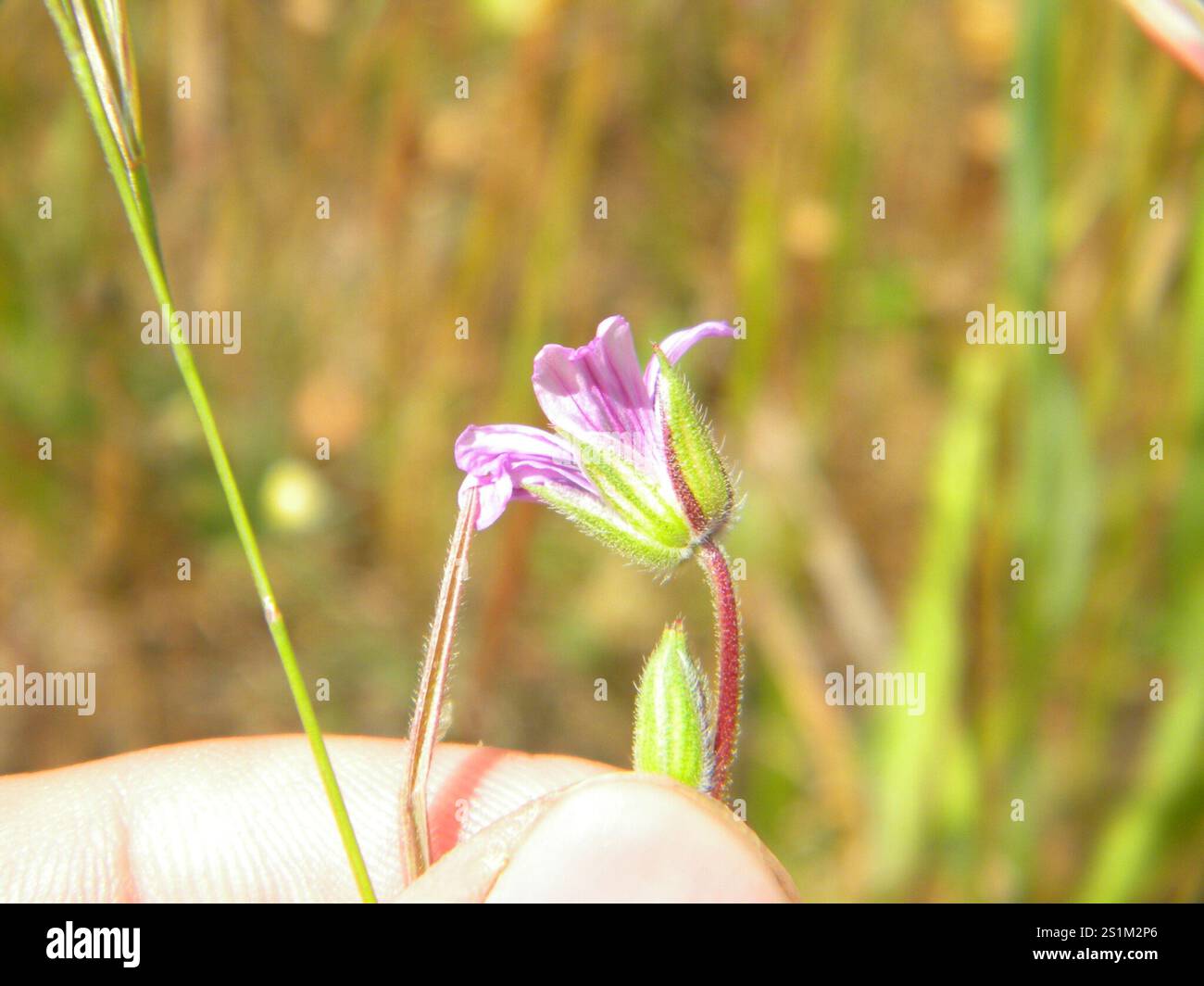 Mediterranean Stork's-bill (Erodium botrys Stock Photo - Alamy