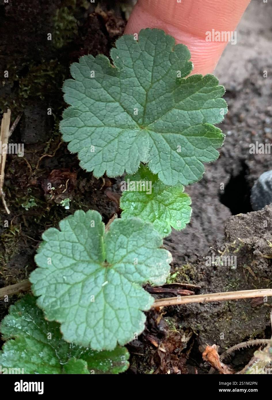 Elmera (Elmera racemosa Stock Photo - Alamy