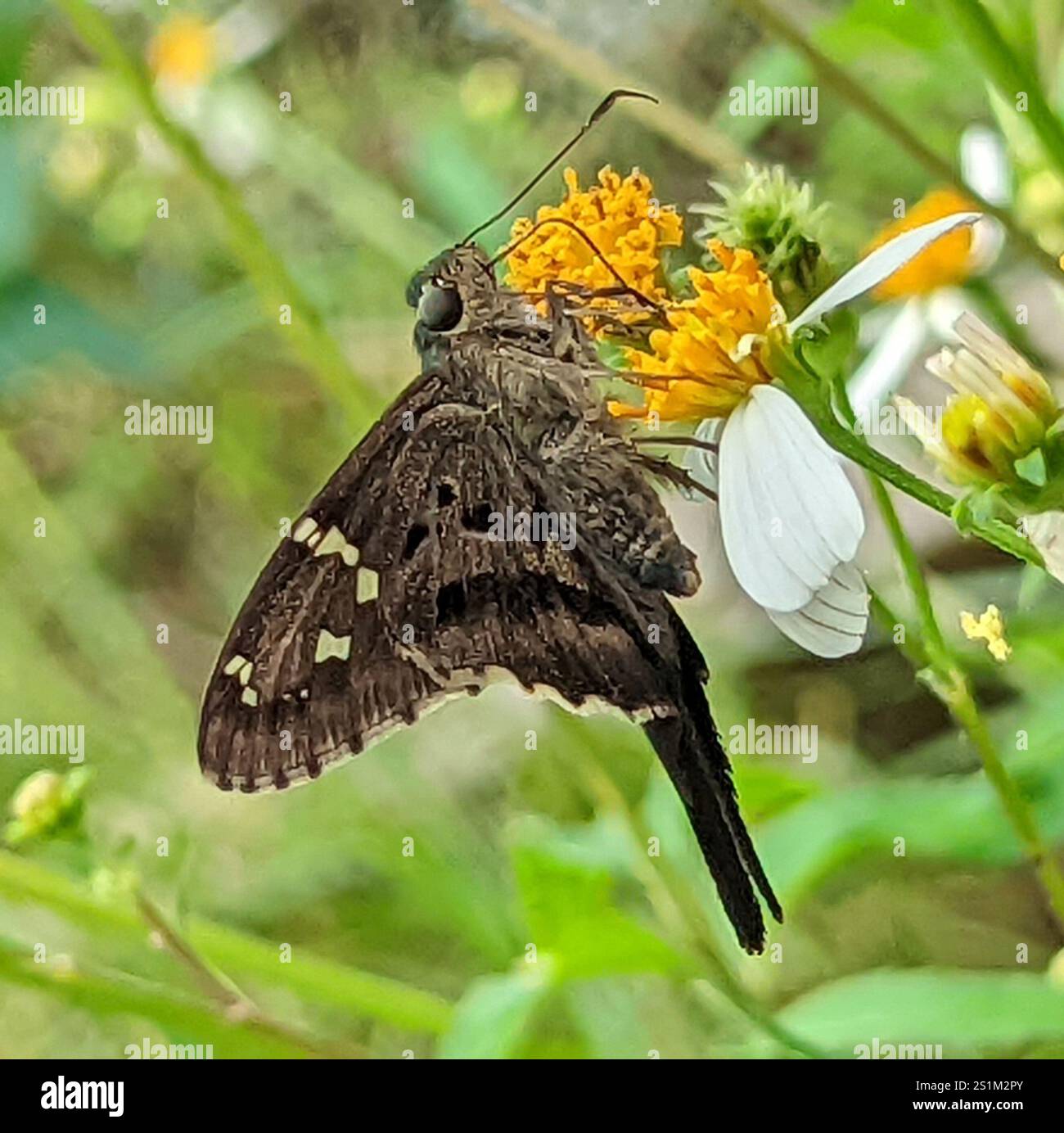 Long-tailed Skipper (Urbanus proteus Stock Photo - Alamy