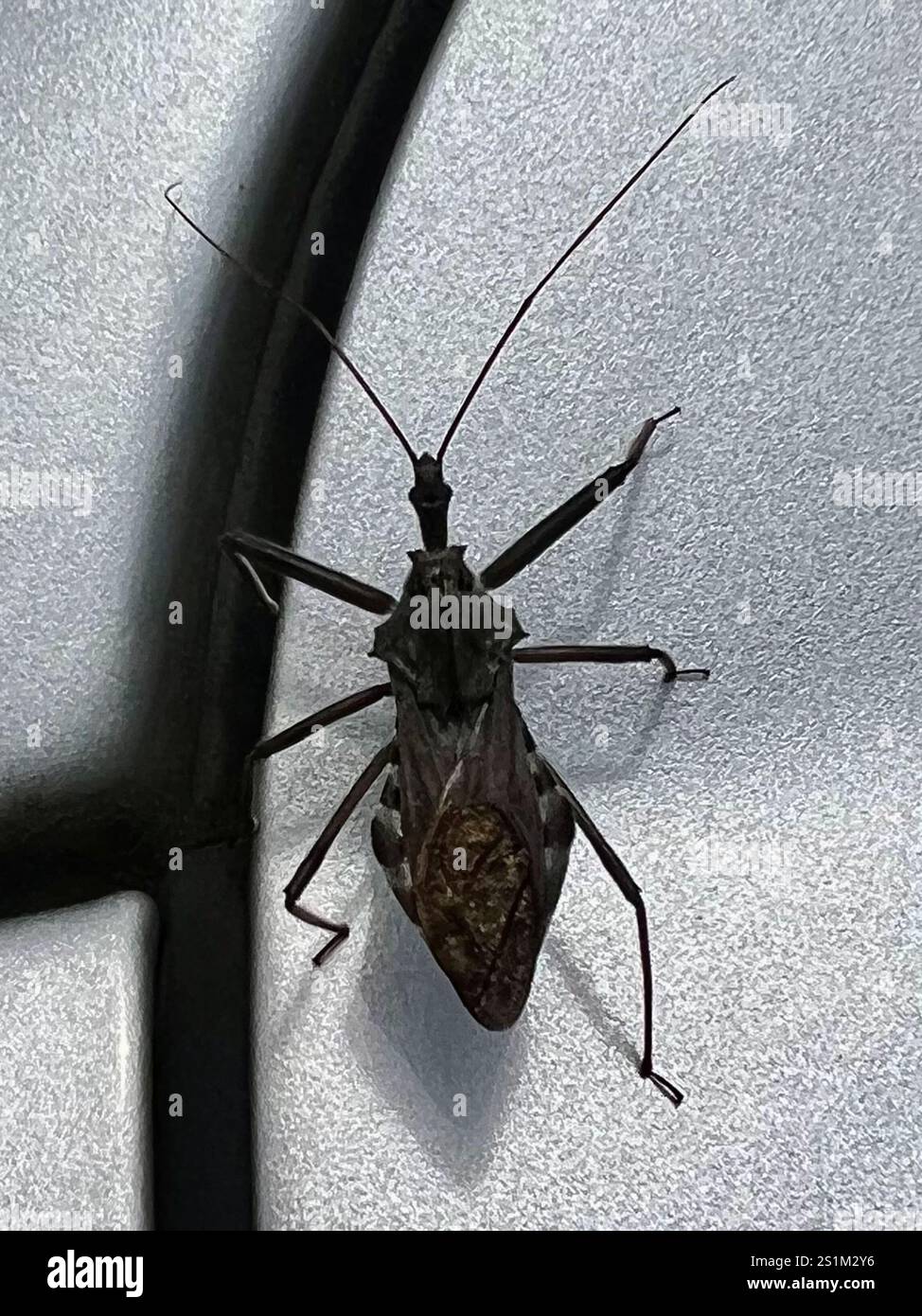 North American Wheel Bug (Arilus cristatus Stock Photo - Alamy