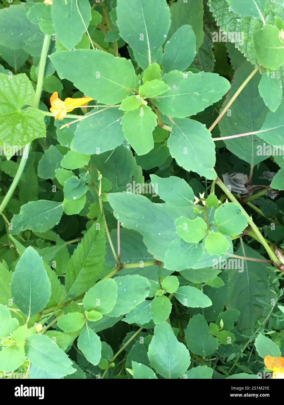 common jewelweed (Impatiens capensis Stock Photo - Alamy