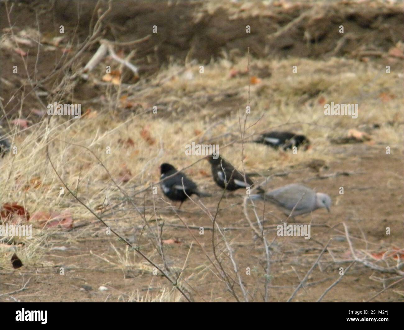 Red-billed Buffalo-Weaver (Bubalornis niger Stock Photo - Alamy