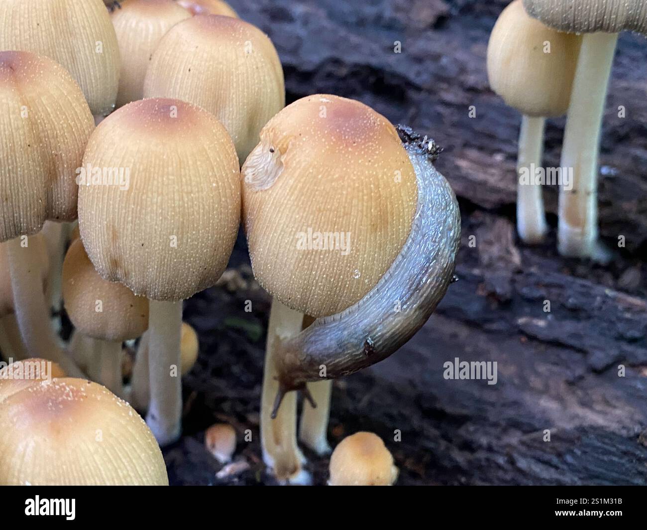 mica cap (Coprinellus micaceus Stock Photo - Alamy