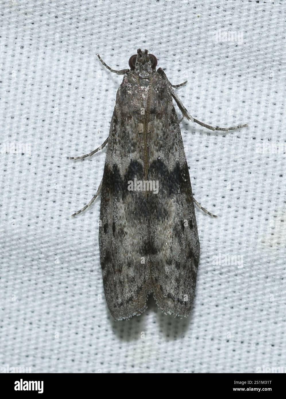 Mediterranean Flour Moth (Ephestia kuehniella Stock Photo - Alamy