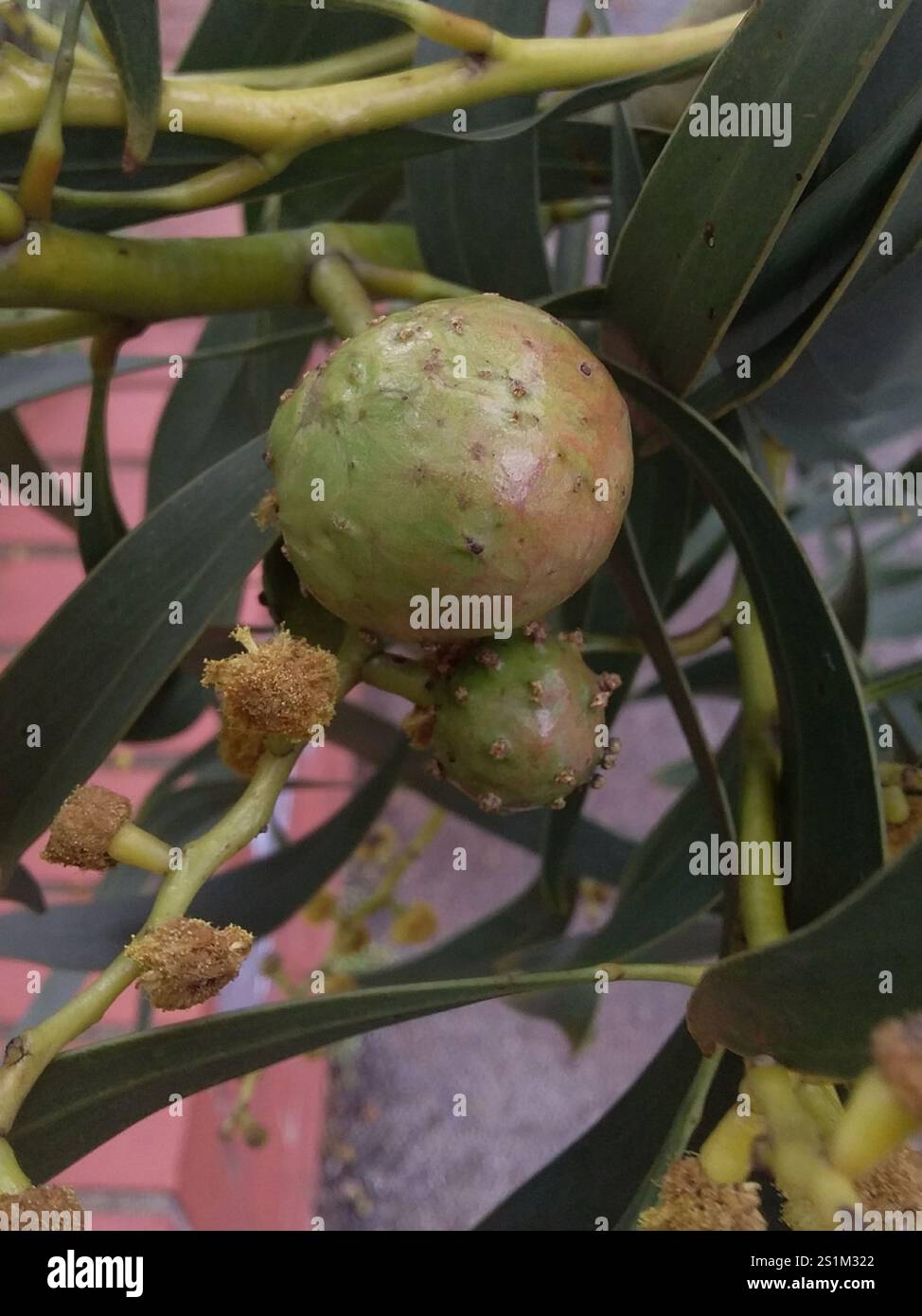 Golden Wattle Gall Wasp (Trichilogaster signiventris Stock Photo - Alamy
