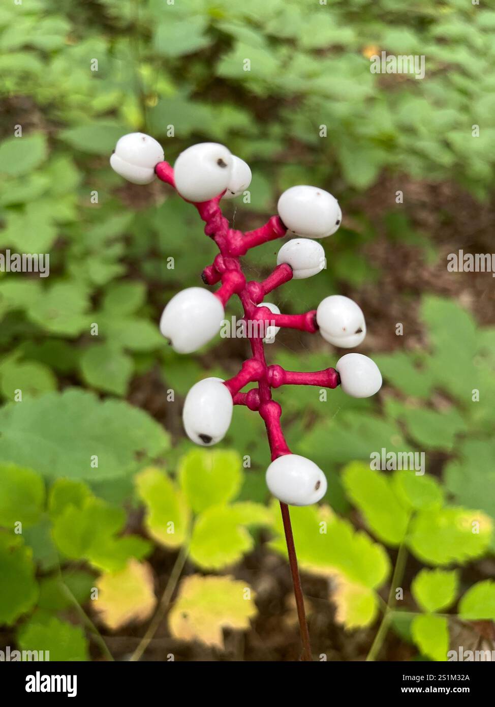 white baneberry (Actaea pachypoda Stock Photo - Alamy