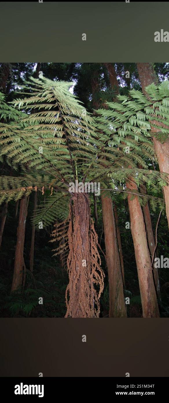 Spiny Tree Fern (Alsophila spinulosa Stock Photo - Alamy
