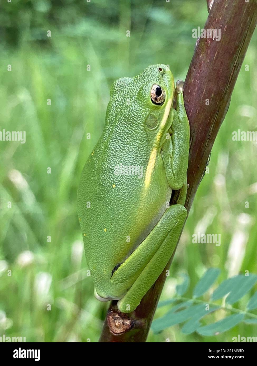 Green Treefrog (Hyla cinerea Stock Photo - Alamy