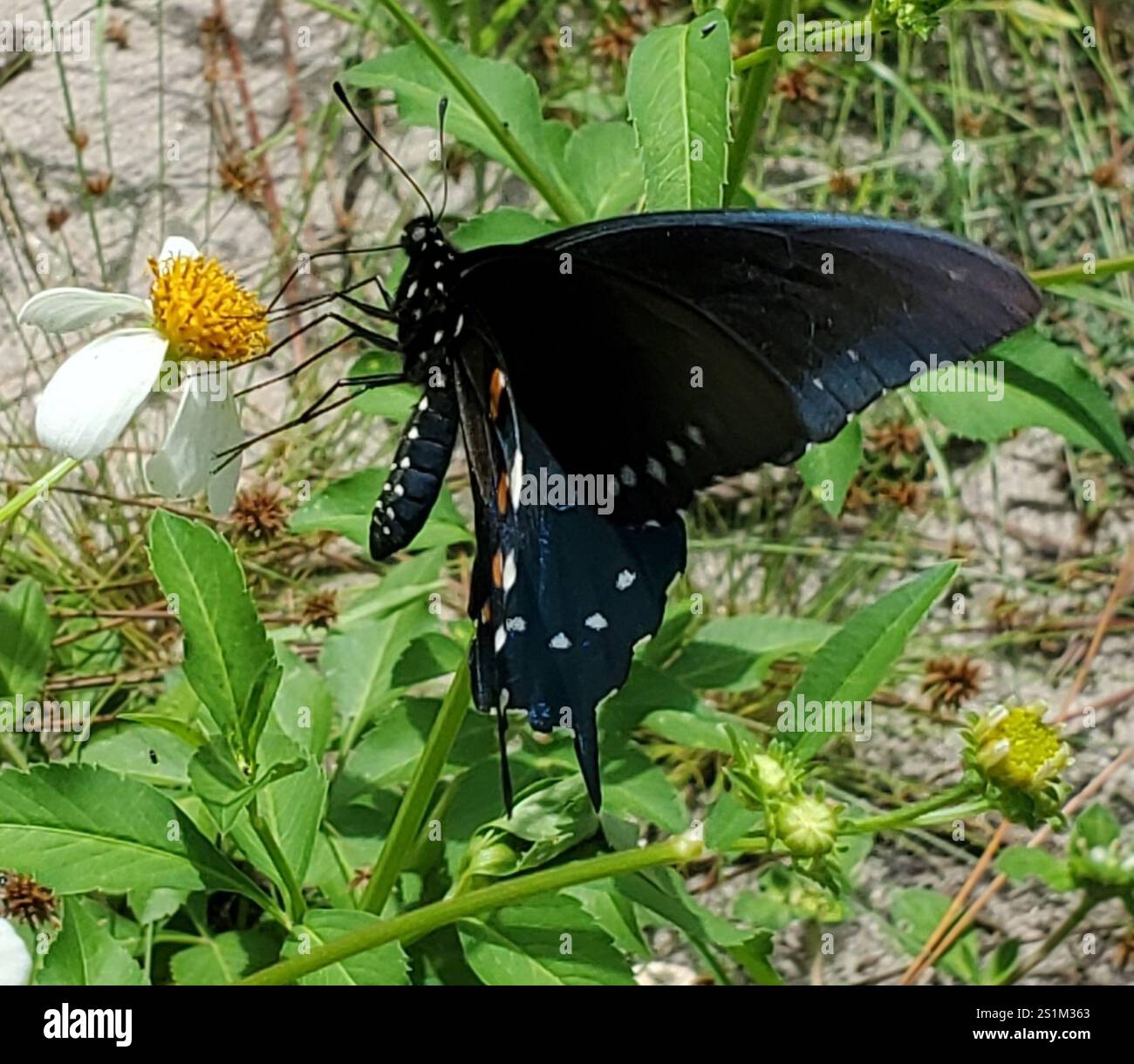 Pipevine Swallowtail (Battus philenor Stock Photo - Alamy