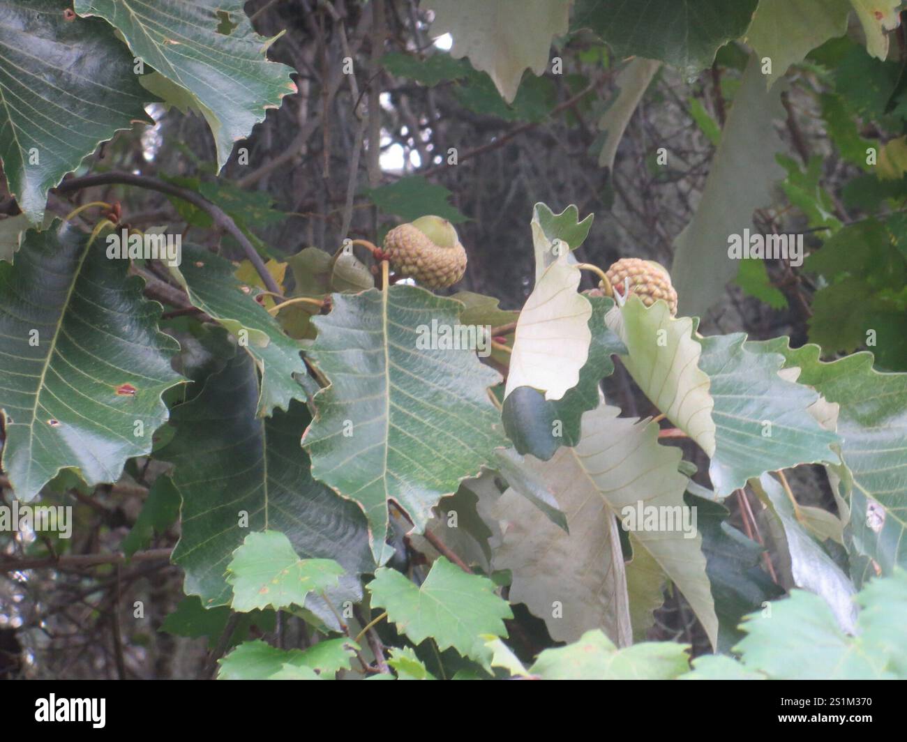swamp chestnut oak (Quercus michauxii Stock Photo - Alamy
