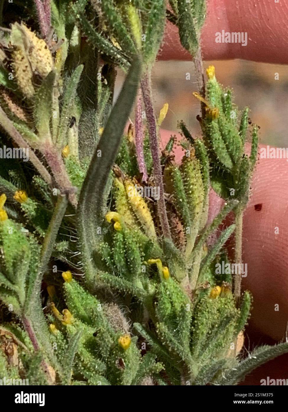 mountain tarweed (Madia glomerata Stock Photo - Alamy