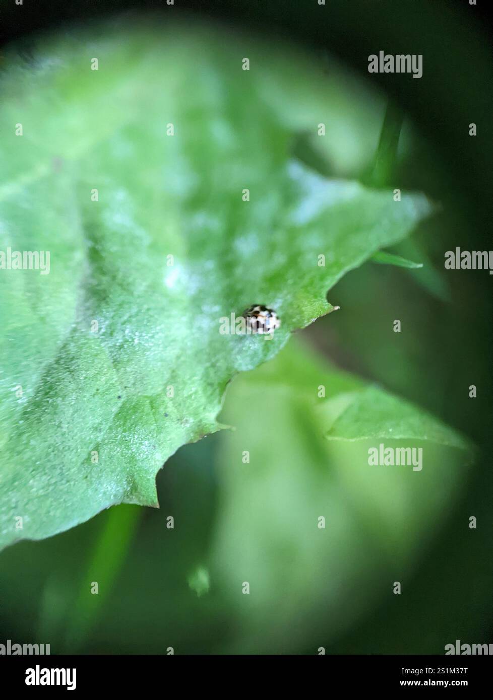 Twenty-spotted Lady Beetle (Psyllobora vigintimaculata Stock Photo - Alamy