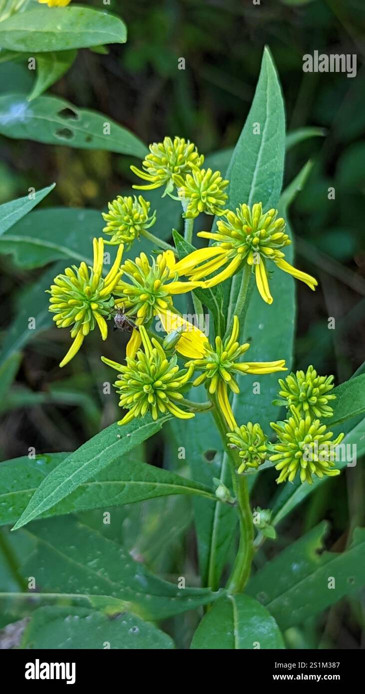 northern corn rootworm (Diabrotica barberi Stock Photo - Alamy