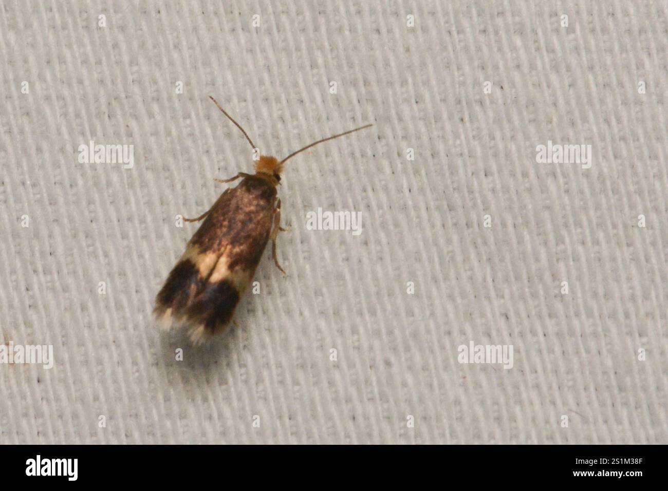 Nepticulidae hi-res stock photography and images - Alamy