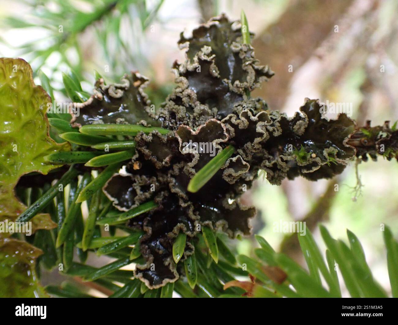 tree pelt lichen (Peltigera collina Stock Photo - Alamy