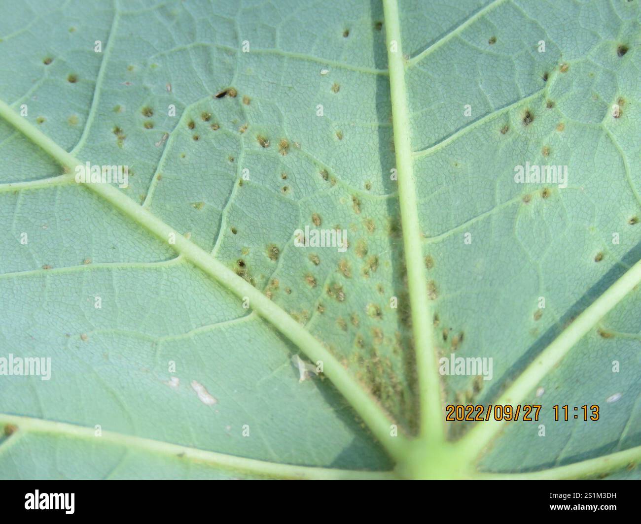 Maple gall mite (Aceria macrorhyncha Stock Photo - Alamy