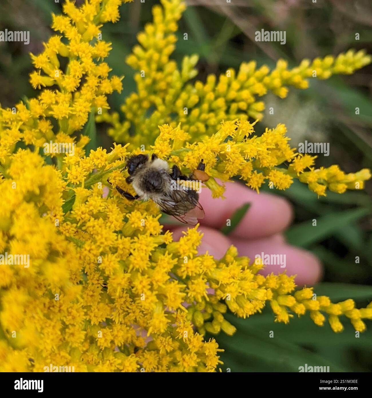 Common Eastern Bumble Bee (Bombus impatiens Stock Photo - Alamy