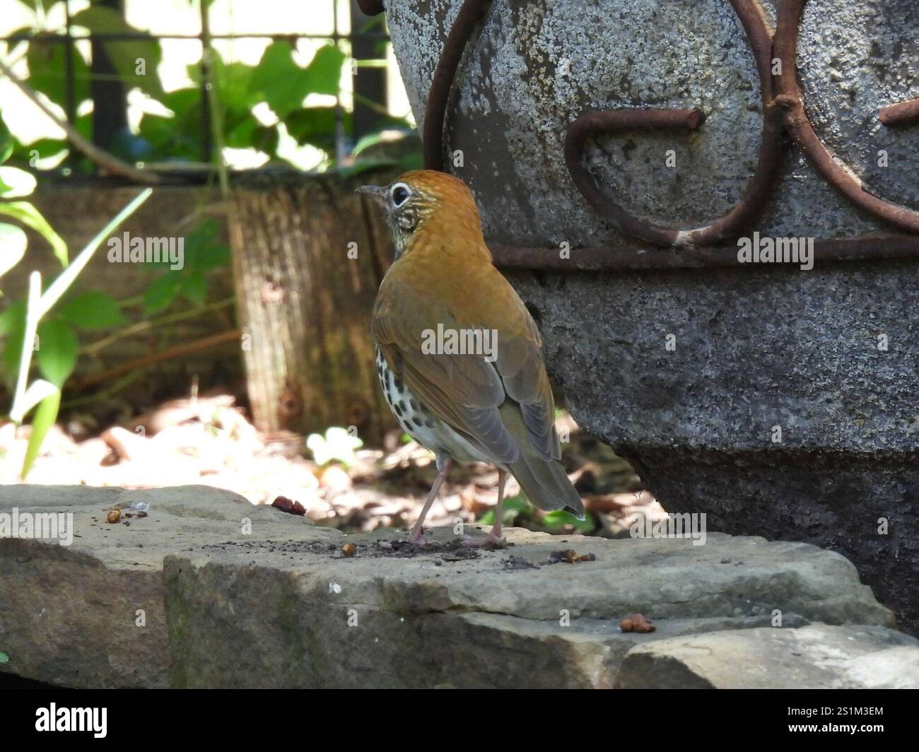 Wood Thrush (Hylocichla mustelina Stock Photo - Alamy