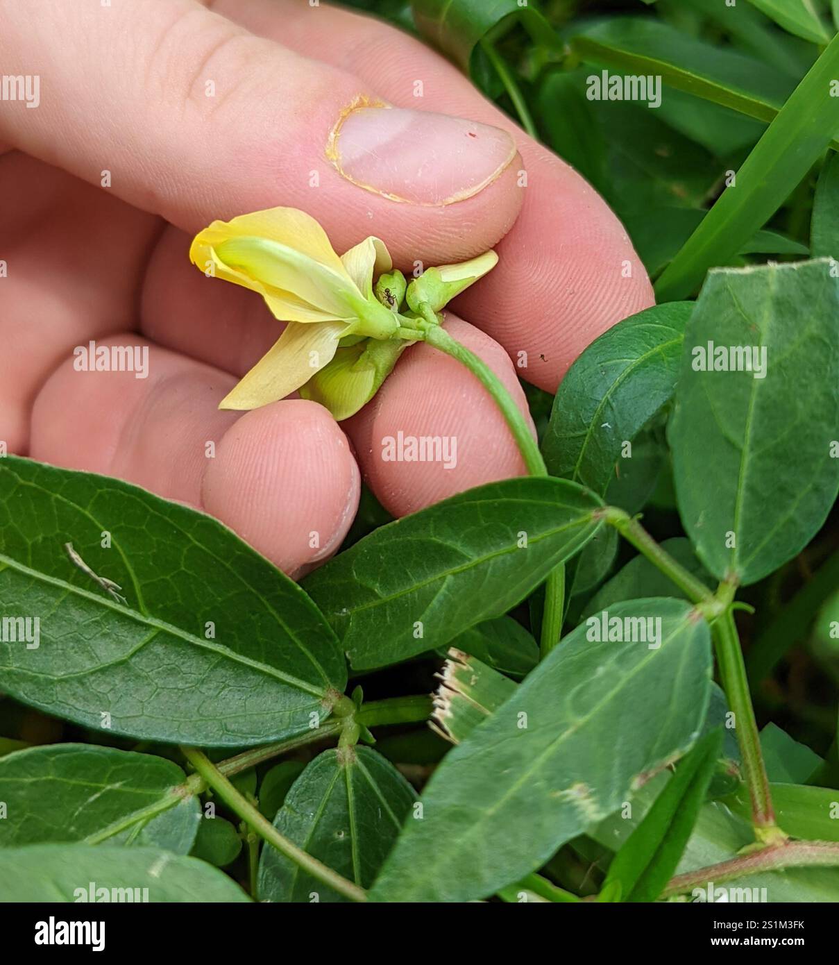 Wild Cowpea (Vigna luteola Stock Photo - Alamy