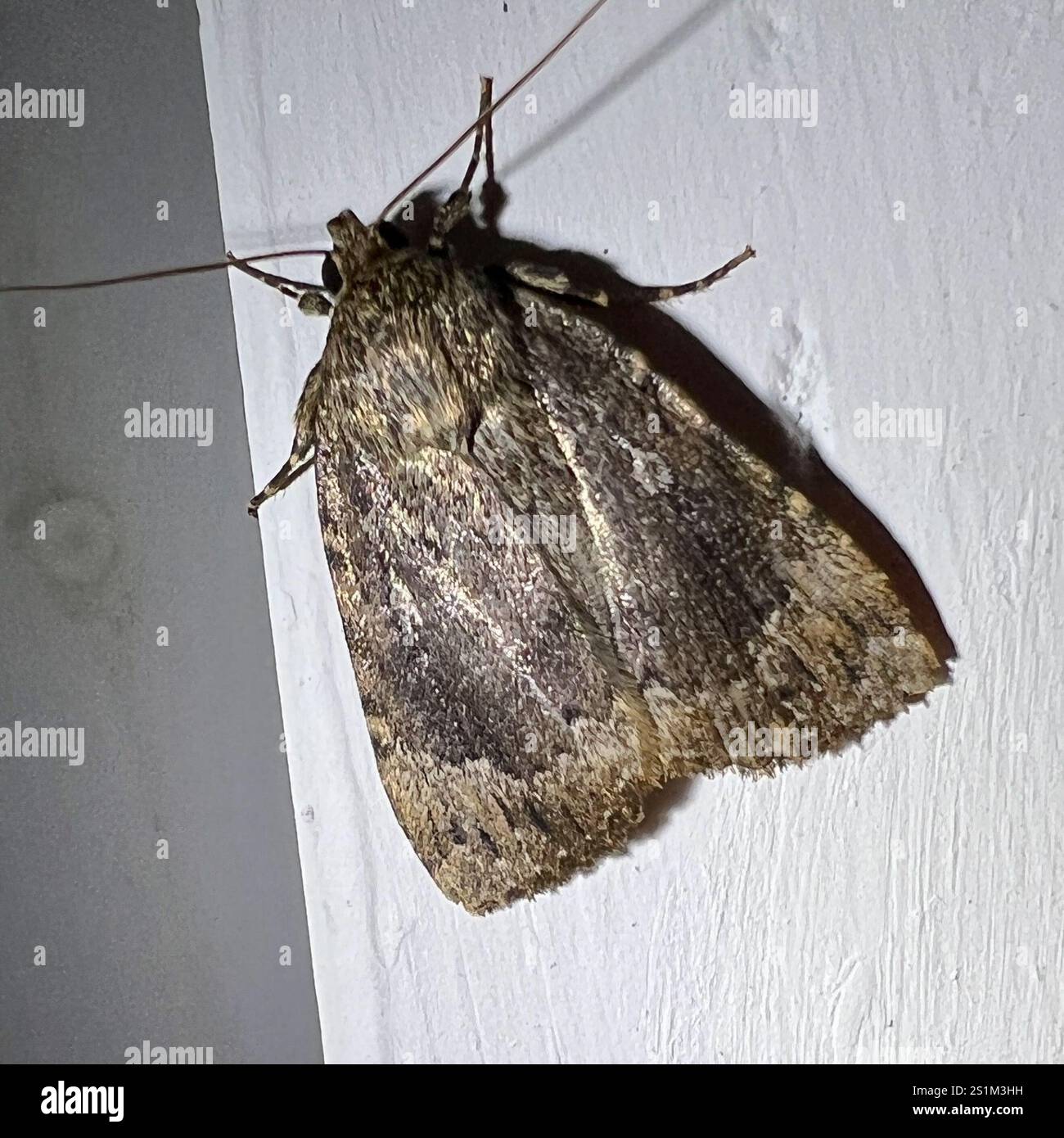 American Copper Underwing (Amphipyra pyramidoides Stock Photo - Alamy