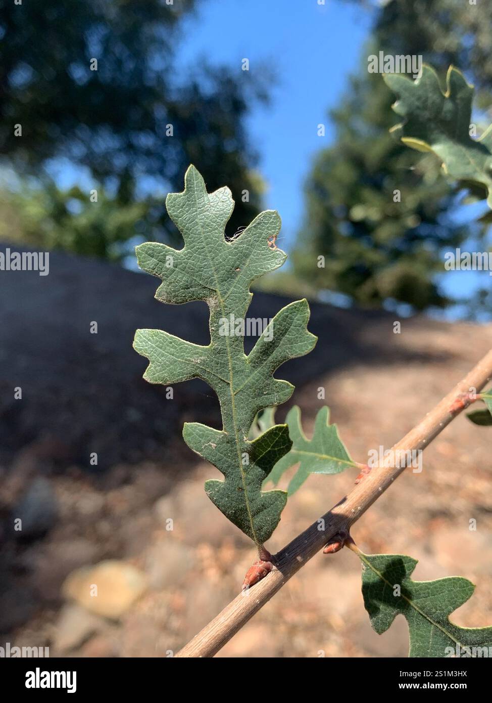 valley oak (Quercus lobata Stock Photo - Alamy