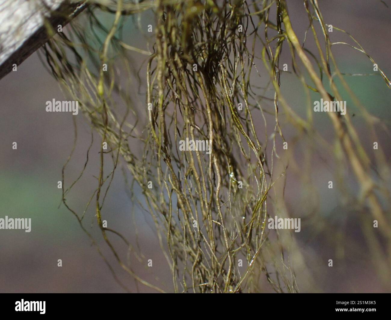 Horsehair Lichens (Bryoria Stock Photo - Alamy