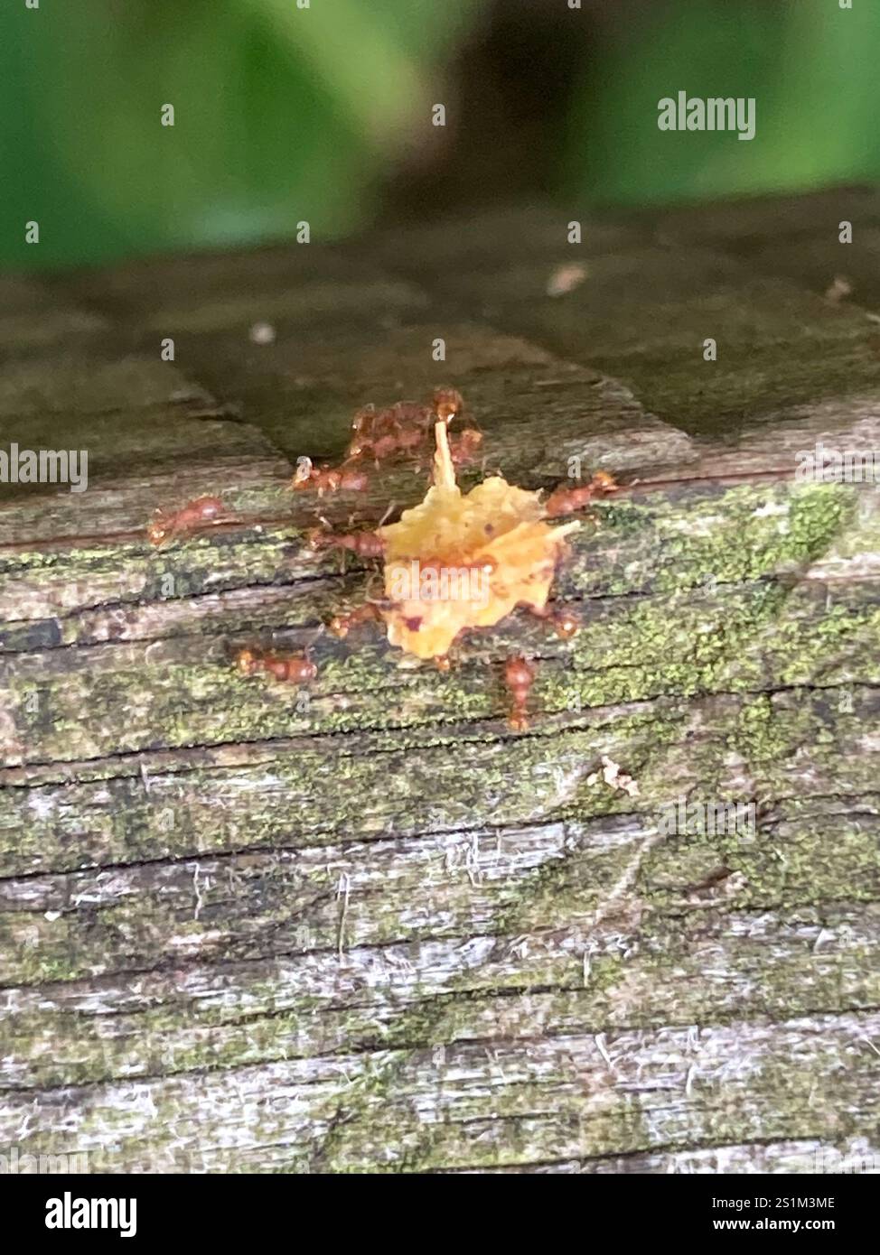 Little Fire Ant (Wasmannia auropunctata Stock Photo - Alamy