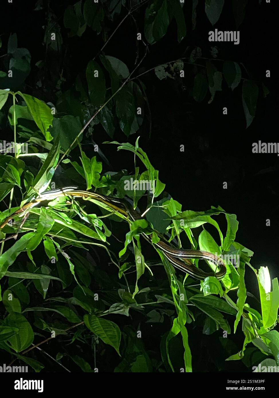 Striped Bronzeback (Dendrelaphis caudolineatus Stock Photo - Alamy