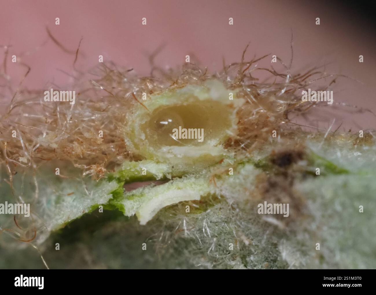 oak flake gall wasp (Neuroterus quercusverrucarum Stock Photo - Alamy