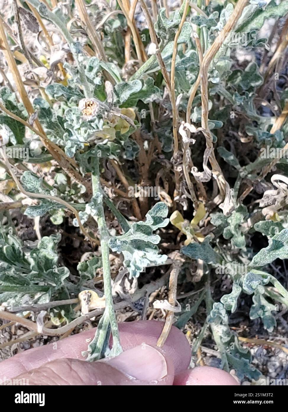 Desert Marigolds (Baileya Stock Photo - Alamy