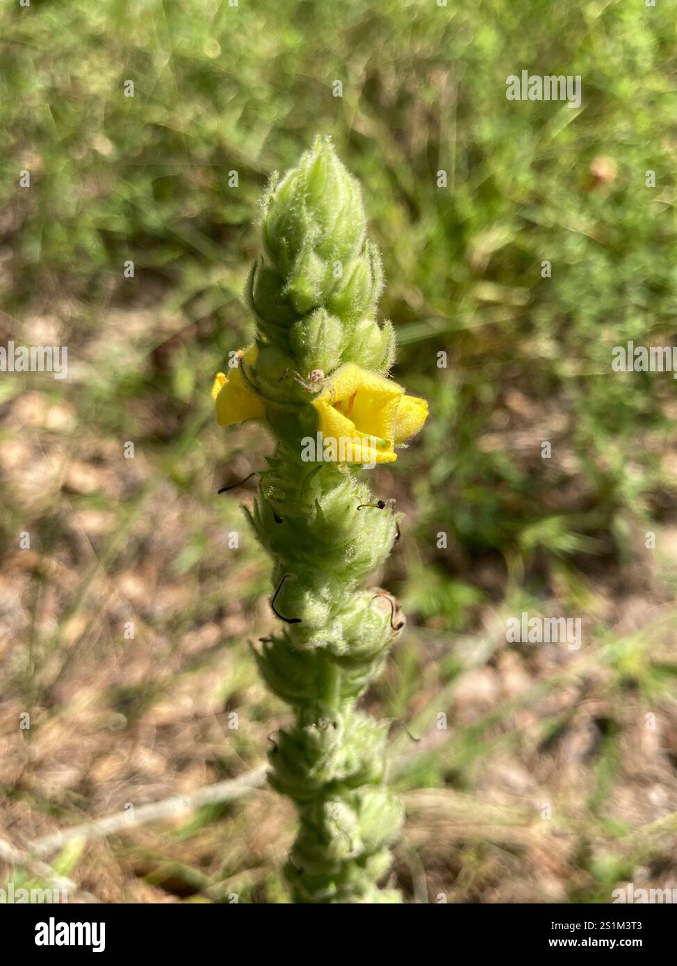 great mullein (Verbascum thapsus Stock Photo - Alamy