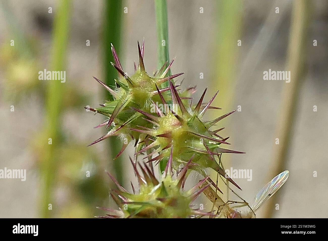 mat sandbur (Cenchrus longispinus Stock Photo - Alamy