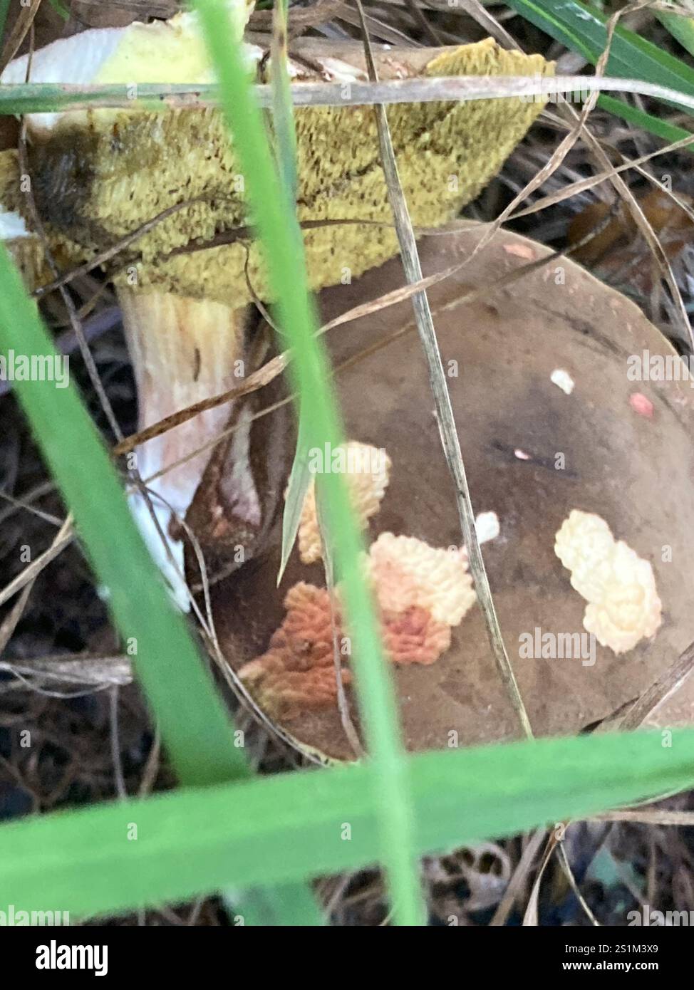 Red-cracking Bolete (Xerocomellus chrysenteron Stock Photo - Alamy