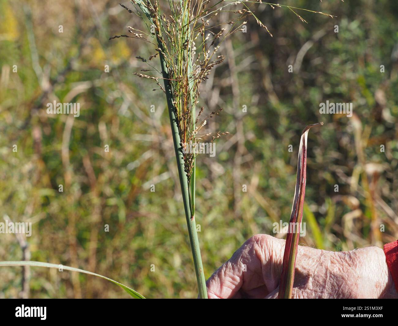 Smooth Witchgrass (Panicum dichotomiflorum Stock Photo - Alamy