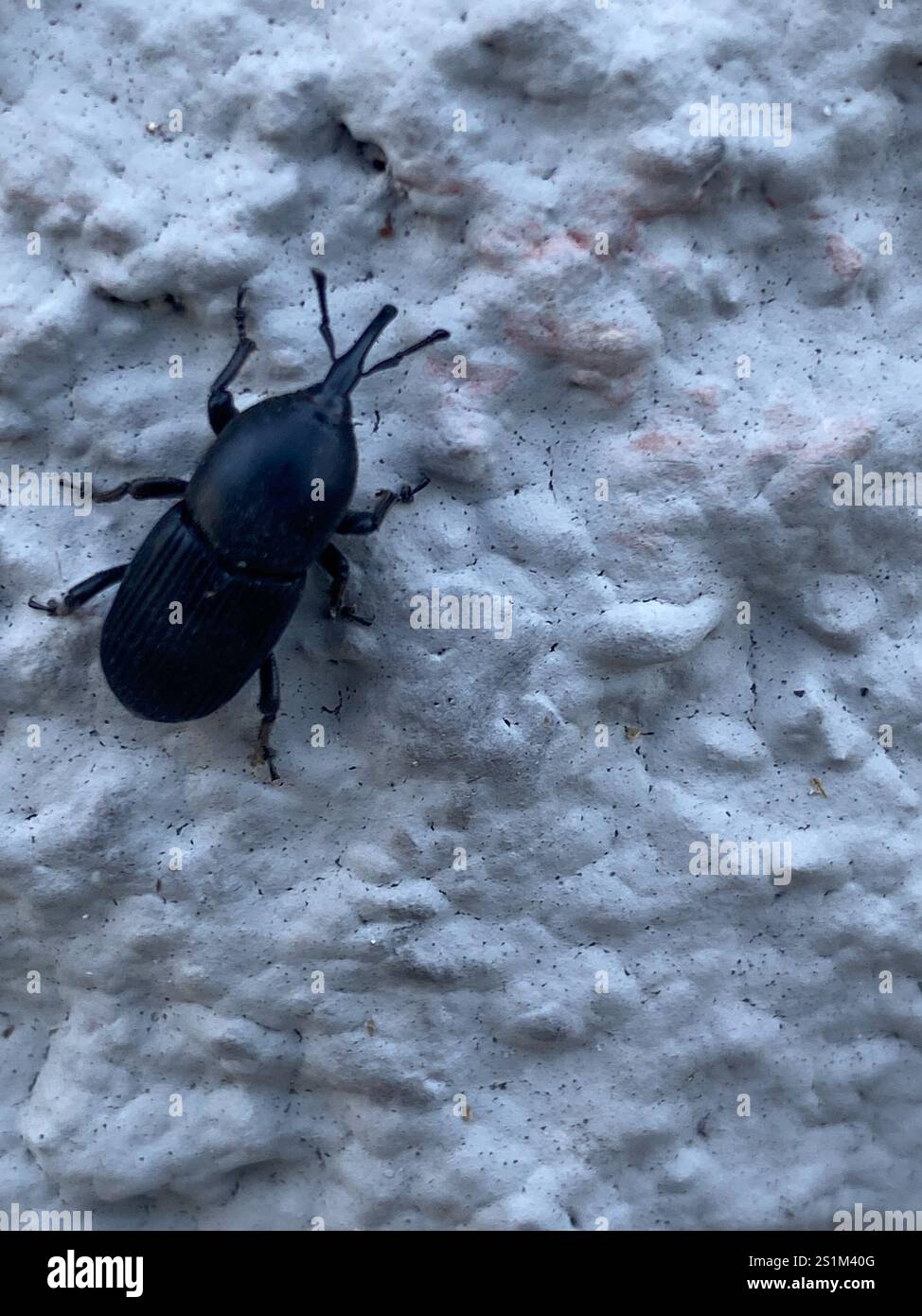 Sisal weevil scyphophorus acupunctatus hi-res stock photography and ...