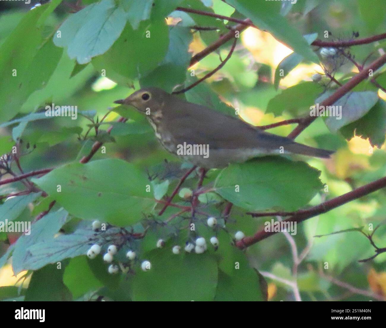 Swainson's Thrush (Catharus ustulatus Stock Photo - Alamy