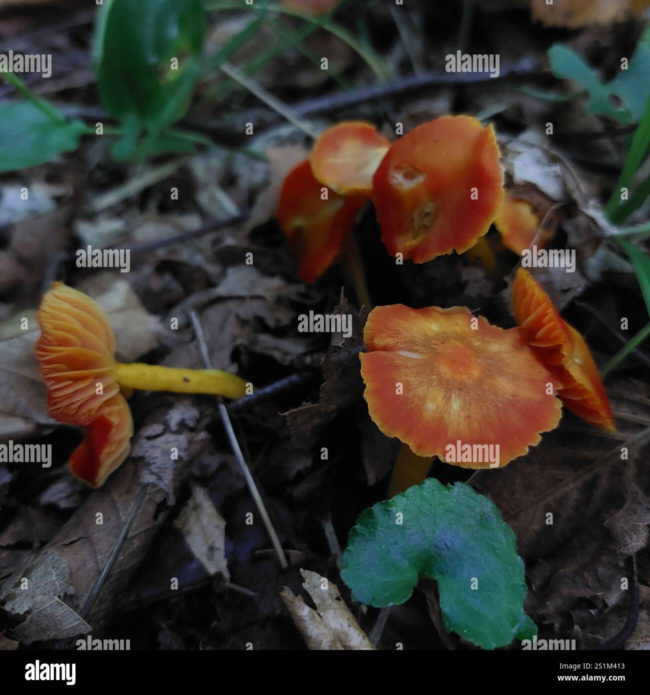 Scarlet Waxy Cap (Hygrocybe coccinea Stock Photo - Alamy