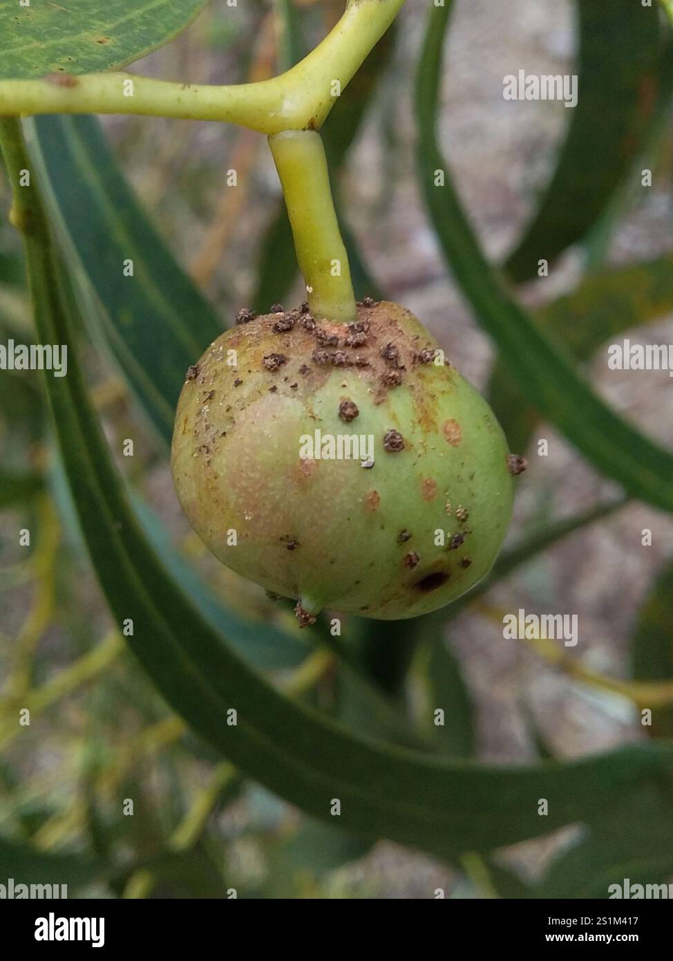 Golden Wattle Gall Wasp (Trichilogaster signiventris Stock Photo - Alamy