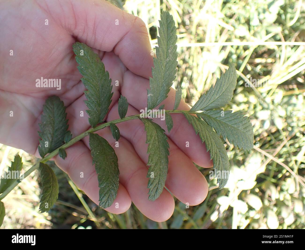 Pacific silverweed (Argentina pacifica Stock Photo - Alamy