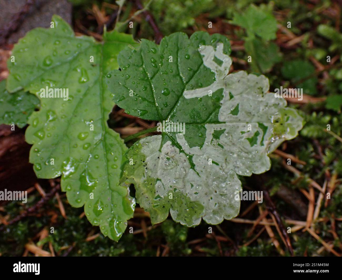 Oneleaf Foamflower (Tiarella trifoliata unifoliata Stock Photo - Alamy