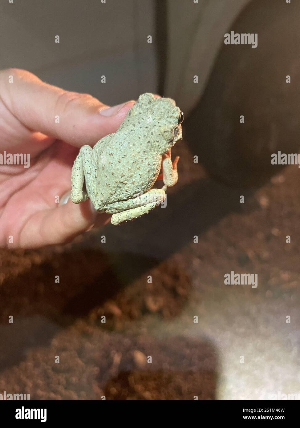 Red-spotted Toad (Anaxyrus punctatus Stock Photo - Alamy